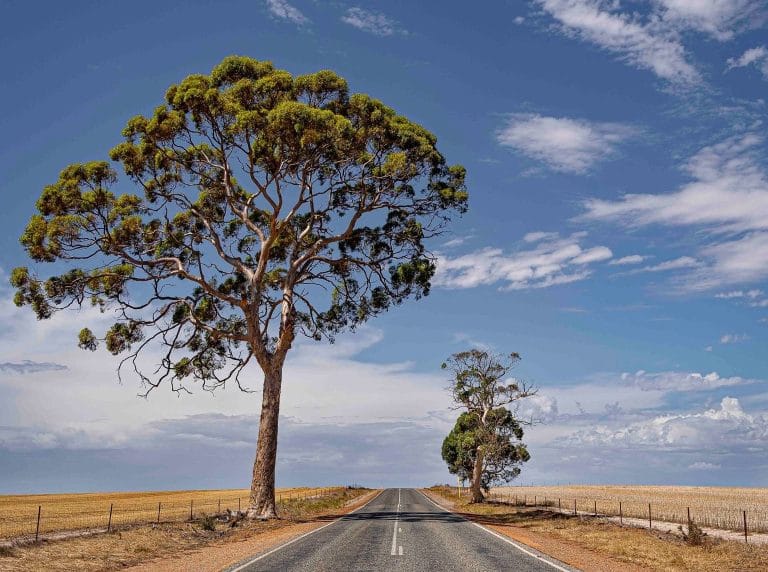 Live Music In Perth Tonight - Ellington Jazz Club